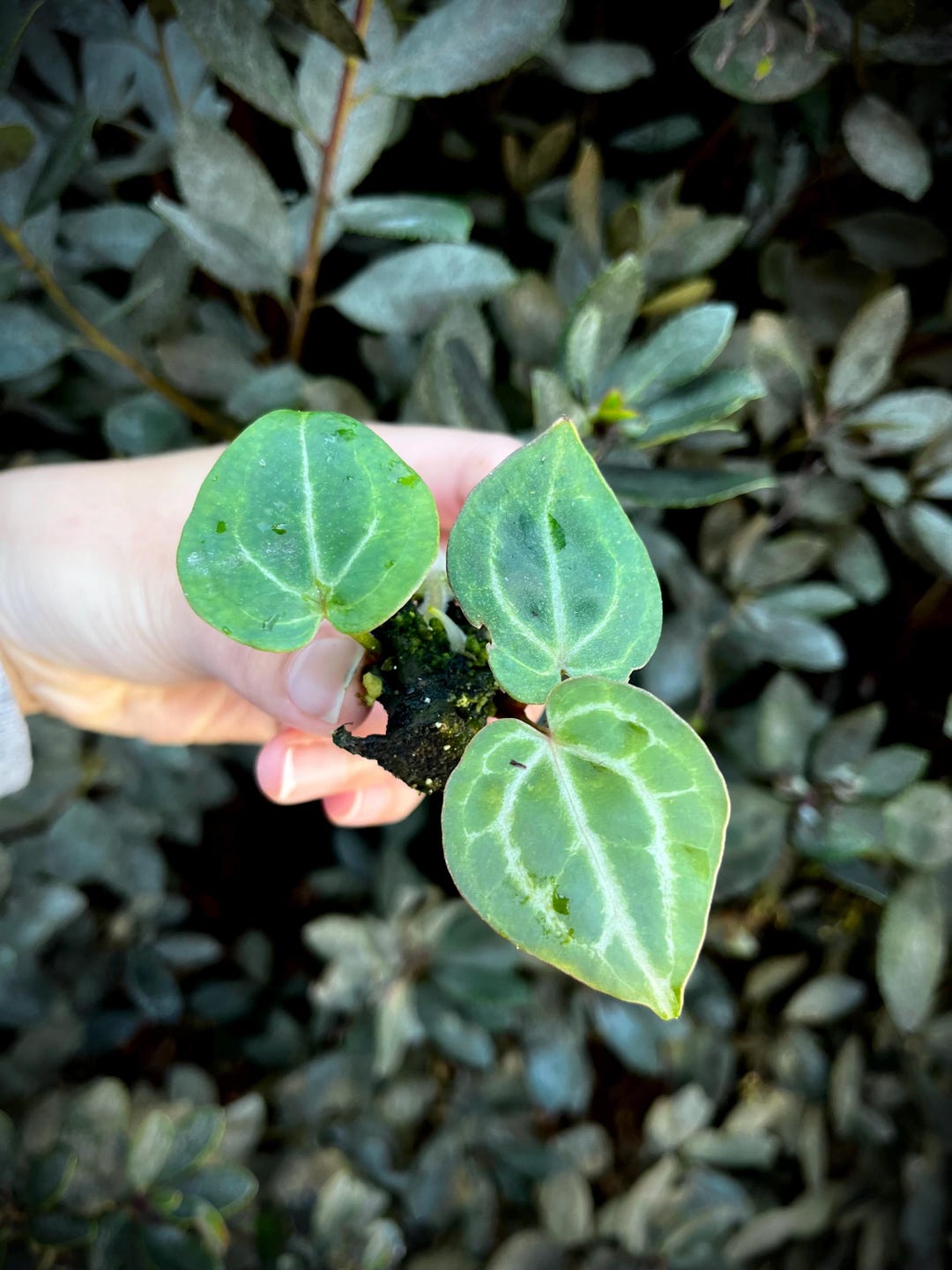 Anthurium Doc Block Zara F4 Clone/ Cutting - Etsy