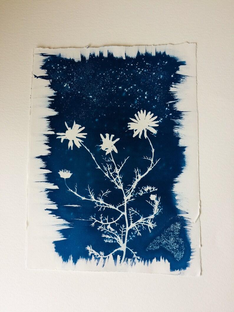 Cyanotype Original, Fine Art Wildflower,original Botanical Wet ...