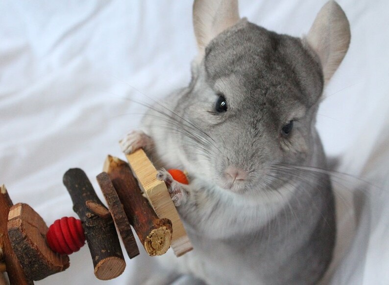 Ultimate Chew Toy Collection. Whimsy's Menagerie Original Design Chew ...