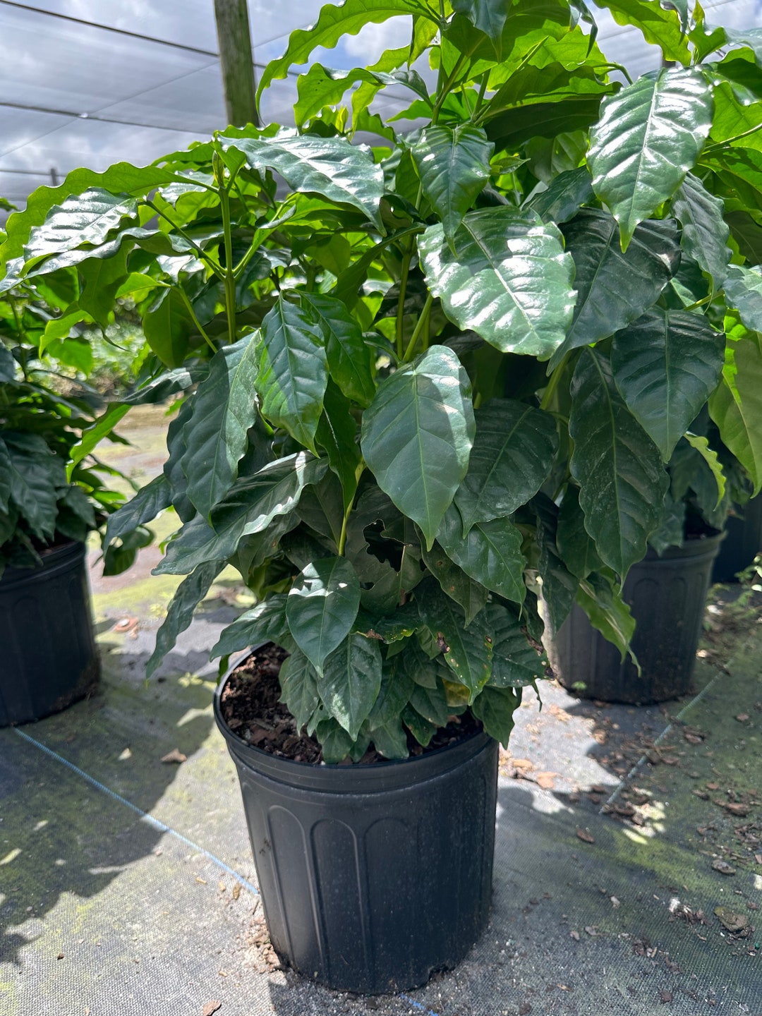 Coffee Plant, Arabica, 10” Pot - Etsy