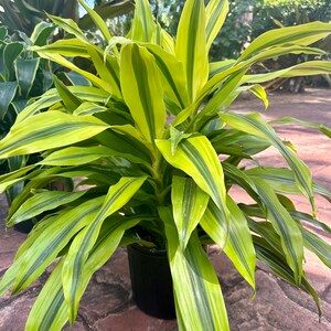 Dracaena Kristi, 10” Pot - Etsy