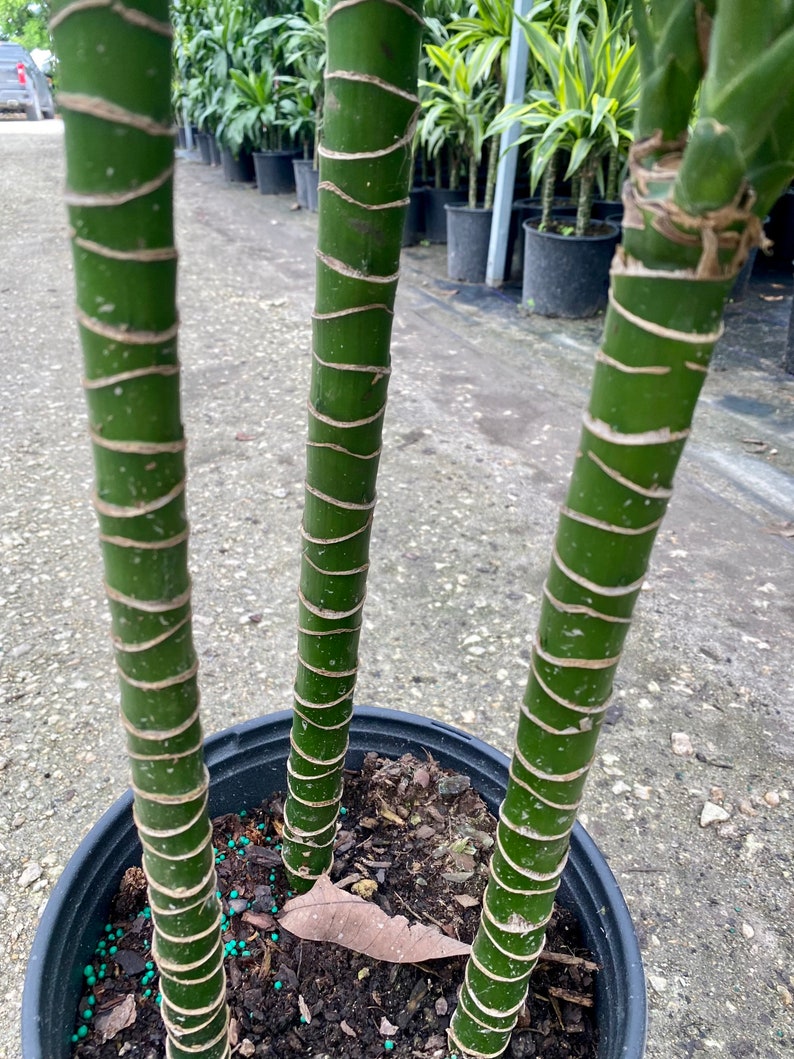 Dracaena mona Lisa 10 Pot Staggered Height 3 2 1. 48 - Etsy