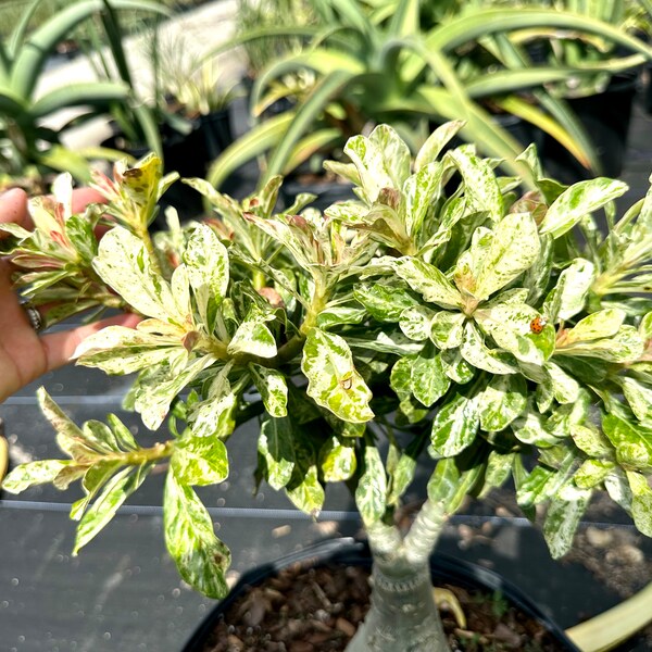 Desert Rose Plant - Etsy