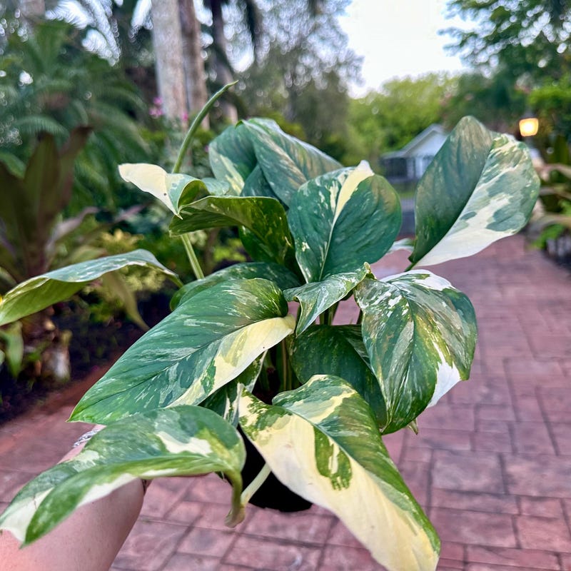Variegated Monstera - Etsy