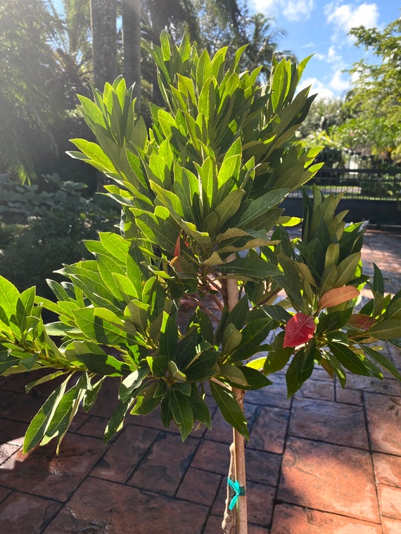 Elaeocarpus Decipiens