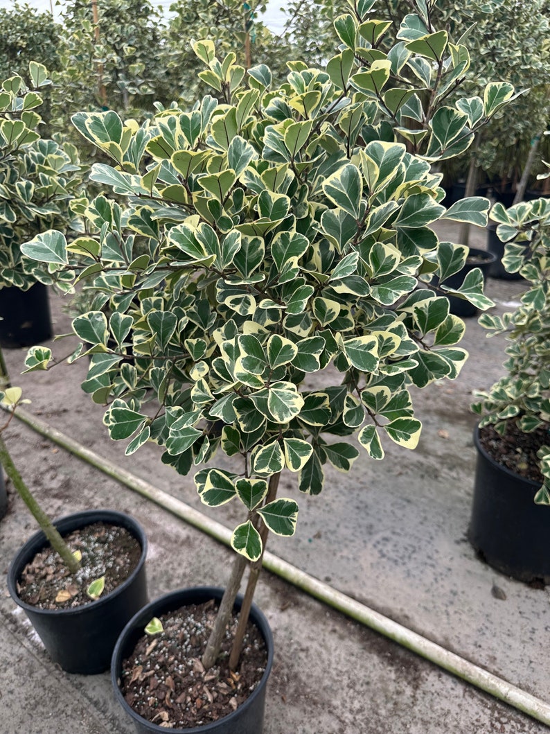 Variegated Ficus Natalensis Std, Ficus Triangularis, 10” Pot - Etsy