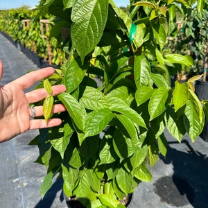 Rangoon Creeper, Quisqualis Indica, Single Flower, 10” Pot - Vine ...