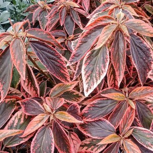 Copper Plant, Copperleaf, Acalypha ‘blaze’ Wilkesiana, 10” Pot/3 G ...