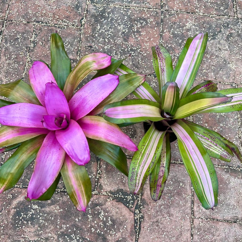 Neoregelia - Etsy