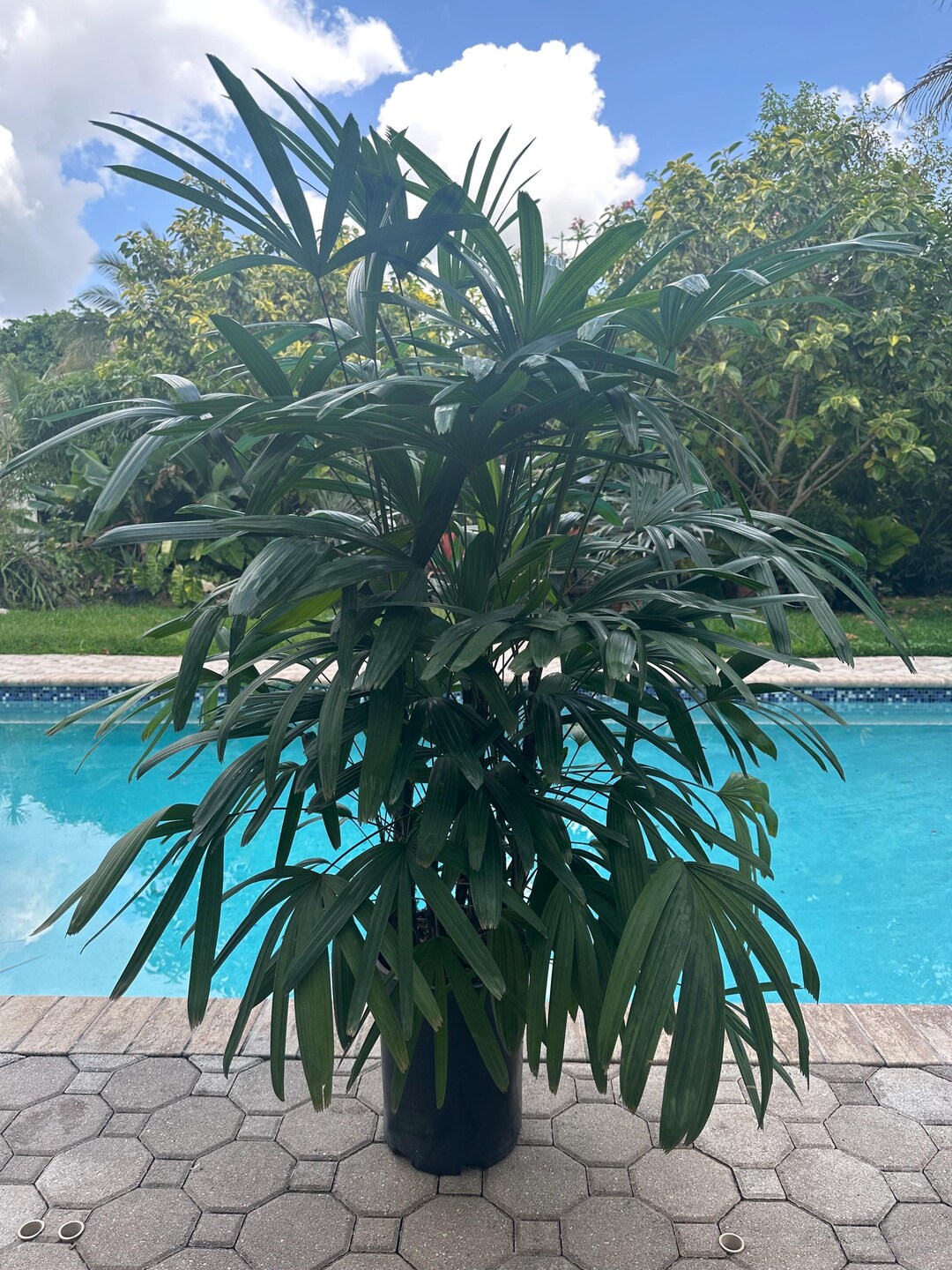 Rhapis Palm, Lady Palm, 12” Egg Can Tall Pot - Etsy