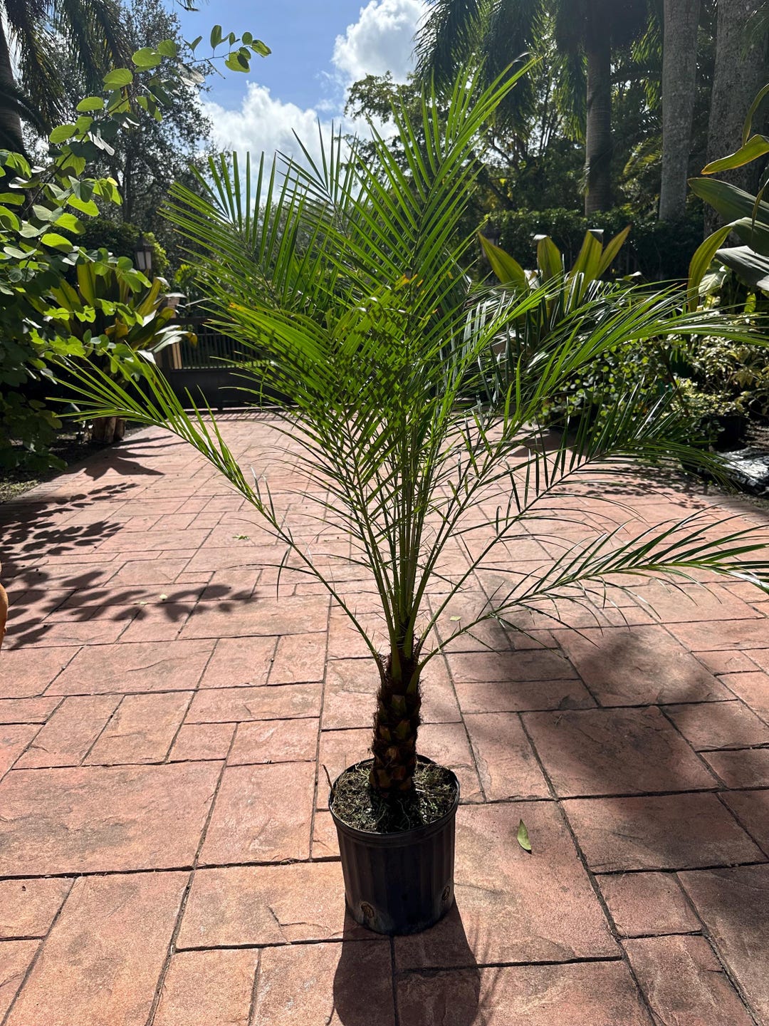 Roebelenii Palm, Single Trunk, 10 Pot Large Tall Trunk for Pot Its In ...
