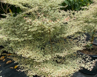 Variegated Terminalia Tree - Etsy