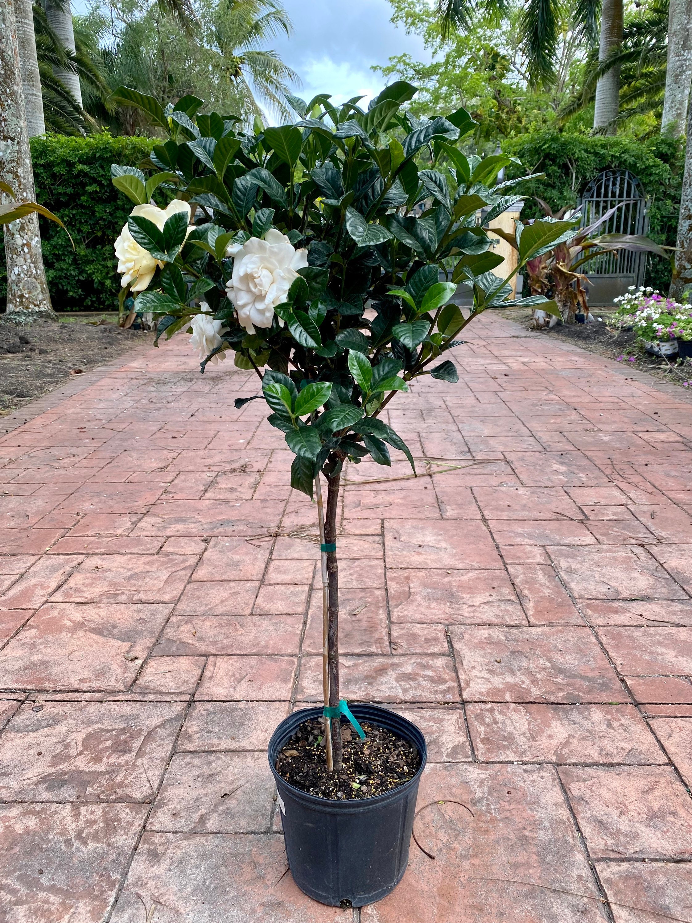 Gardenia Tree