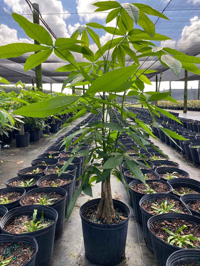 Money Tree - Pachira. 10”pot, - Etsy