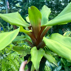 Aechmea tayoensis Bromeliad 6 Pot Large - Etsy