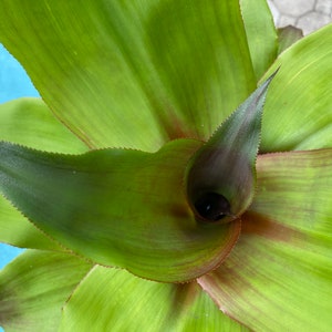 Aechmea tayoensis Bromeliad 6 Pot Large - Etsy