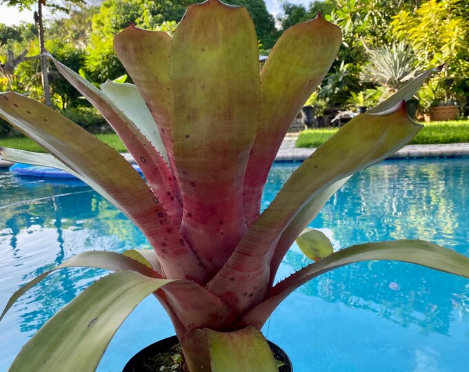 Aechmea ‘greg’ Bromeliad, 8” Pot. - Etsy