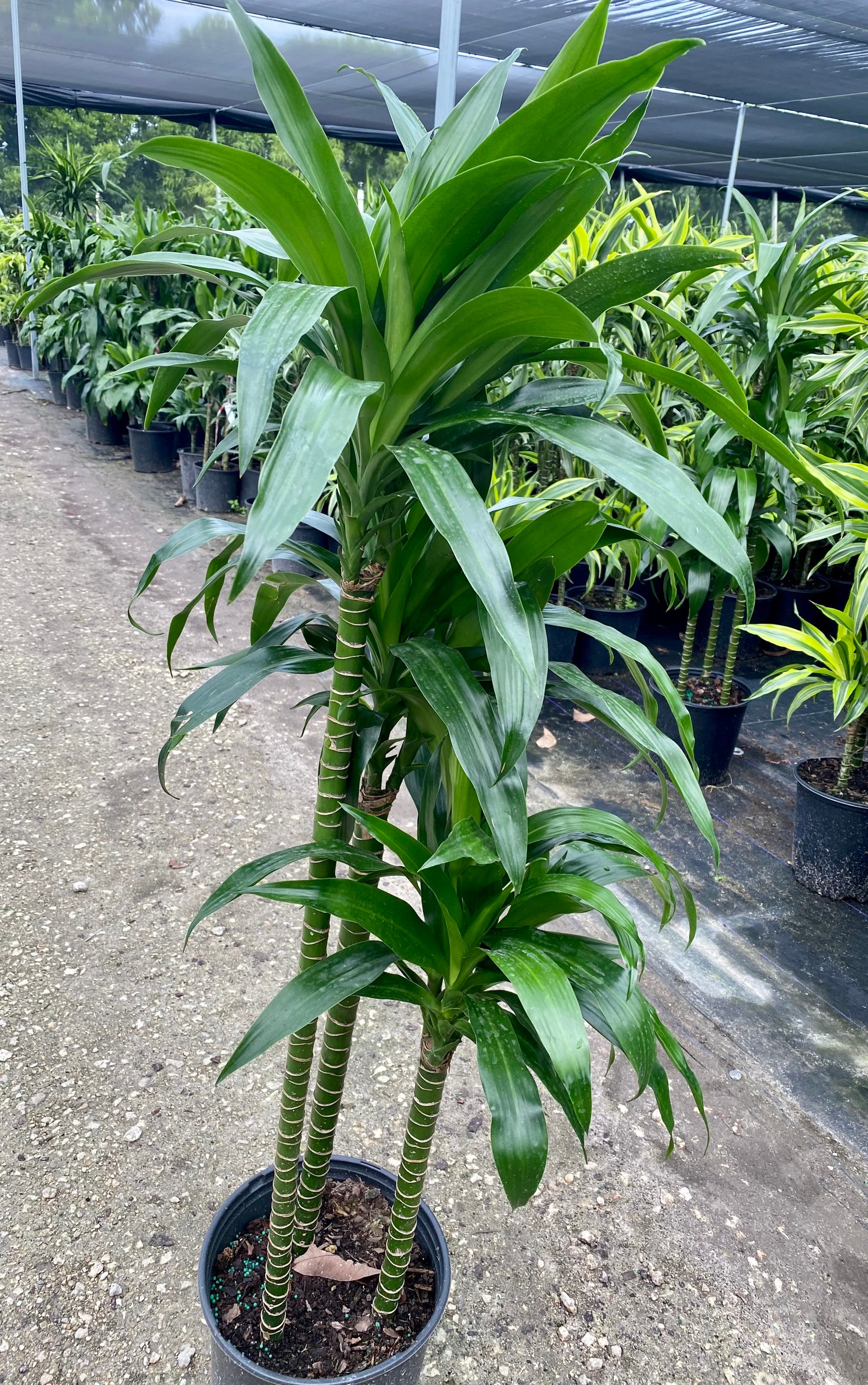 Dracaena mona Lisa 10 Pot Staggered Height 3 2 1. 48 - Etsy