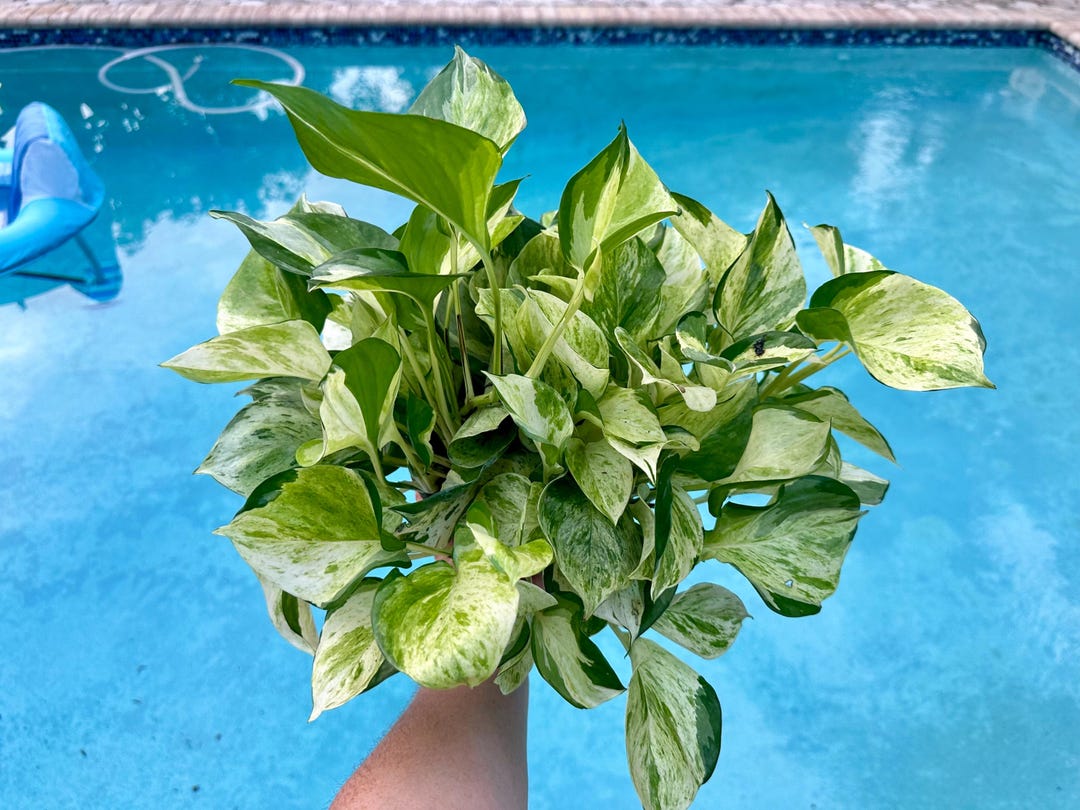 Pothos Manjula, 6 Pot. Actual Plant. - Etsy