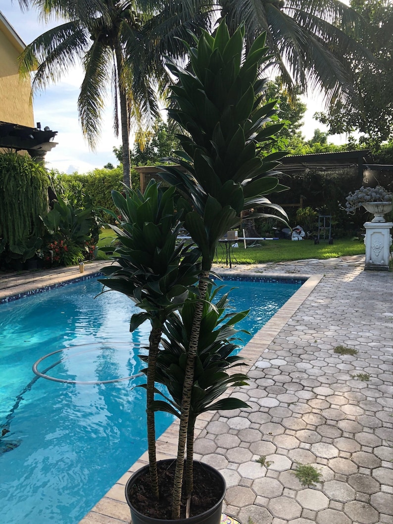 Dracaena Janet Craig Compacta, 3 Ppp Staggered. 10” Pot. 60” Box - Etsy