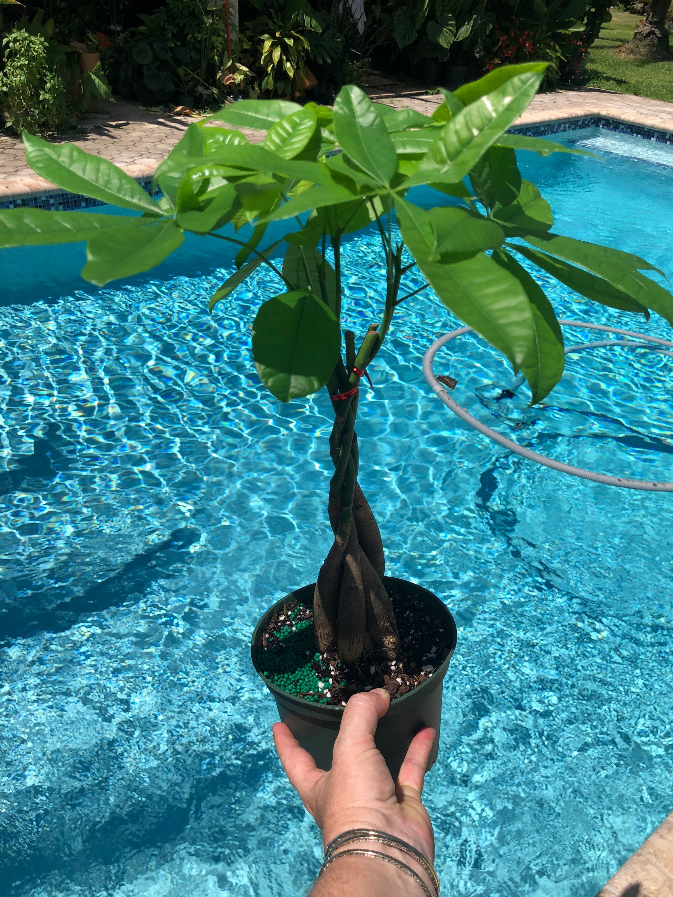Money Tree Pachira. 6 Pot - Etsy Canada