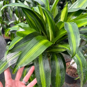 Dracaena Hawaiian Sunshine, 10” Pot Staggered - Etsy