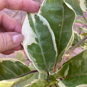Solandra Guttata, Chalice Vine,cup of Gold, 10 Pot Vine/climber. on ...