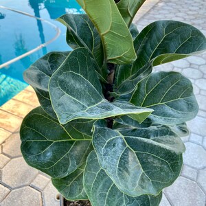 Ficus Little Sunshine, Bambino, Fiddle Leaf Fig, Dwarf Fiddle Leaf Fig ...