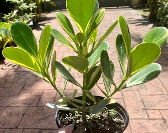 Autograph Plant - Etsy