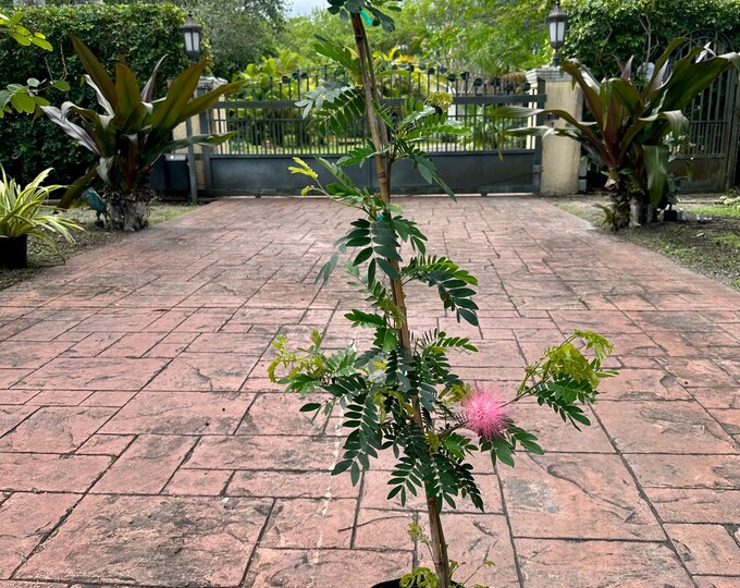 30 Pink Powder Puff Tree Seeds albizia Julibrissin Aka Mimosa Tree ...
