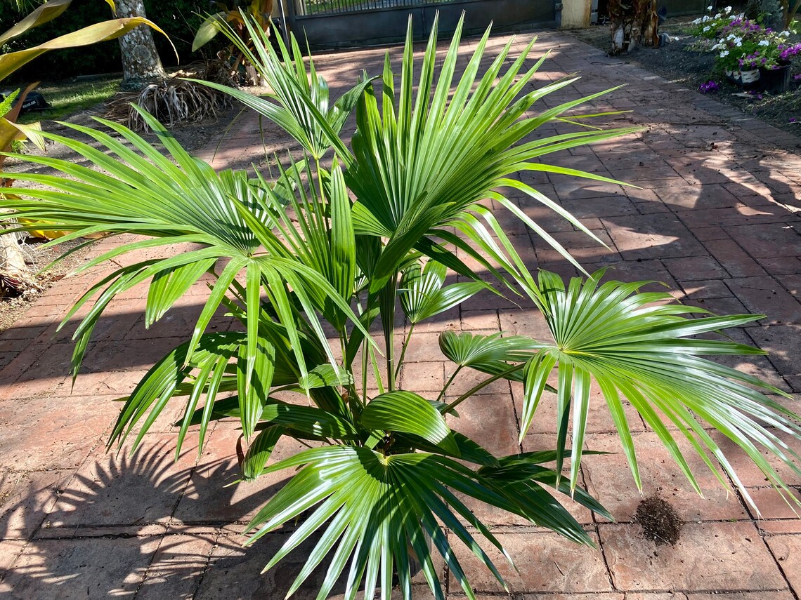 Chinese Fan Palm, Multi Trunk, 10” Pot - Etsy