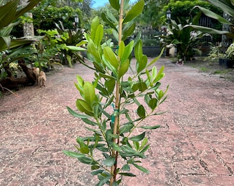 Pimenta Racemosa BAY RUM TREE Live Plant in 4 Pot - Etsy