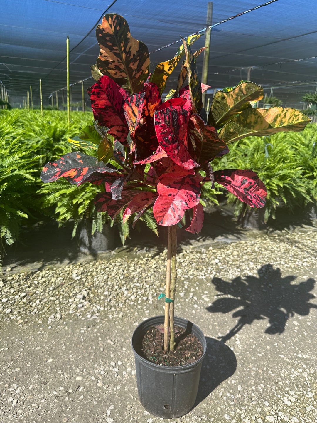 Croton Magnificent Std., 10” Pot. Codiaeum Variegatum. - Etsy