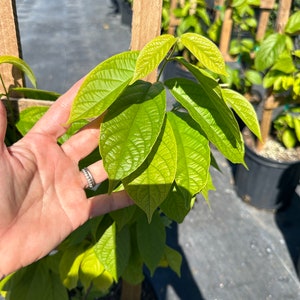 Rangoon Creeper, Quisqualis Indica, Single Flower, 10” Pot - Vine ...