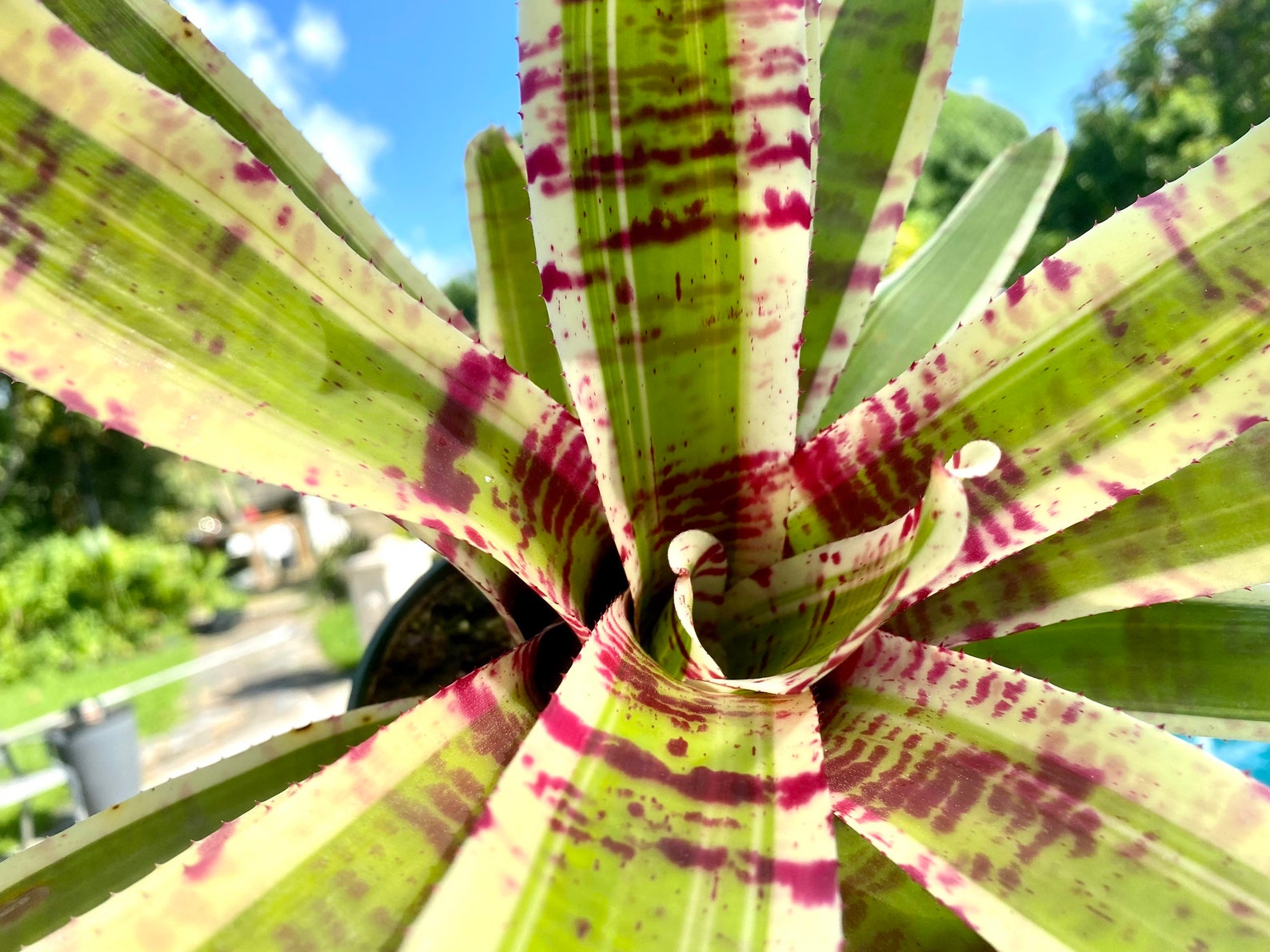 Neoregelia wild Rabbit Bromeliad 5 Pot Chester Skotak - Etsy