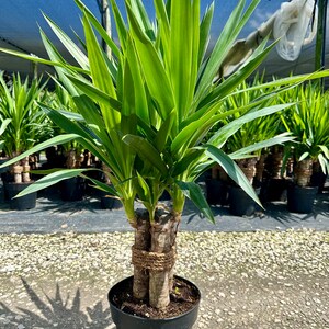 Yucca Cane Group, 8 Pot - Etsy