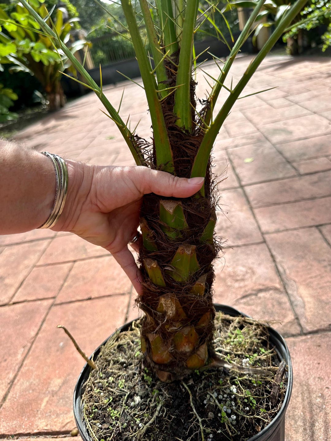 Roebelenii Palm, Single Trunk, 10” Pot - Etsy