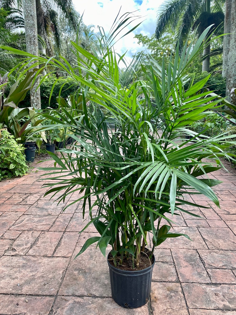 Bamboo Palm 10 Pot. Chamaedorea Seifrizii - Etsy
