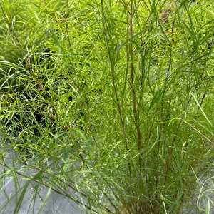 Bamboo Muhly Grass, Muehlenbergia Dumosa, 10 Pot - Etsy
