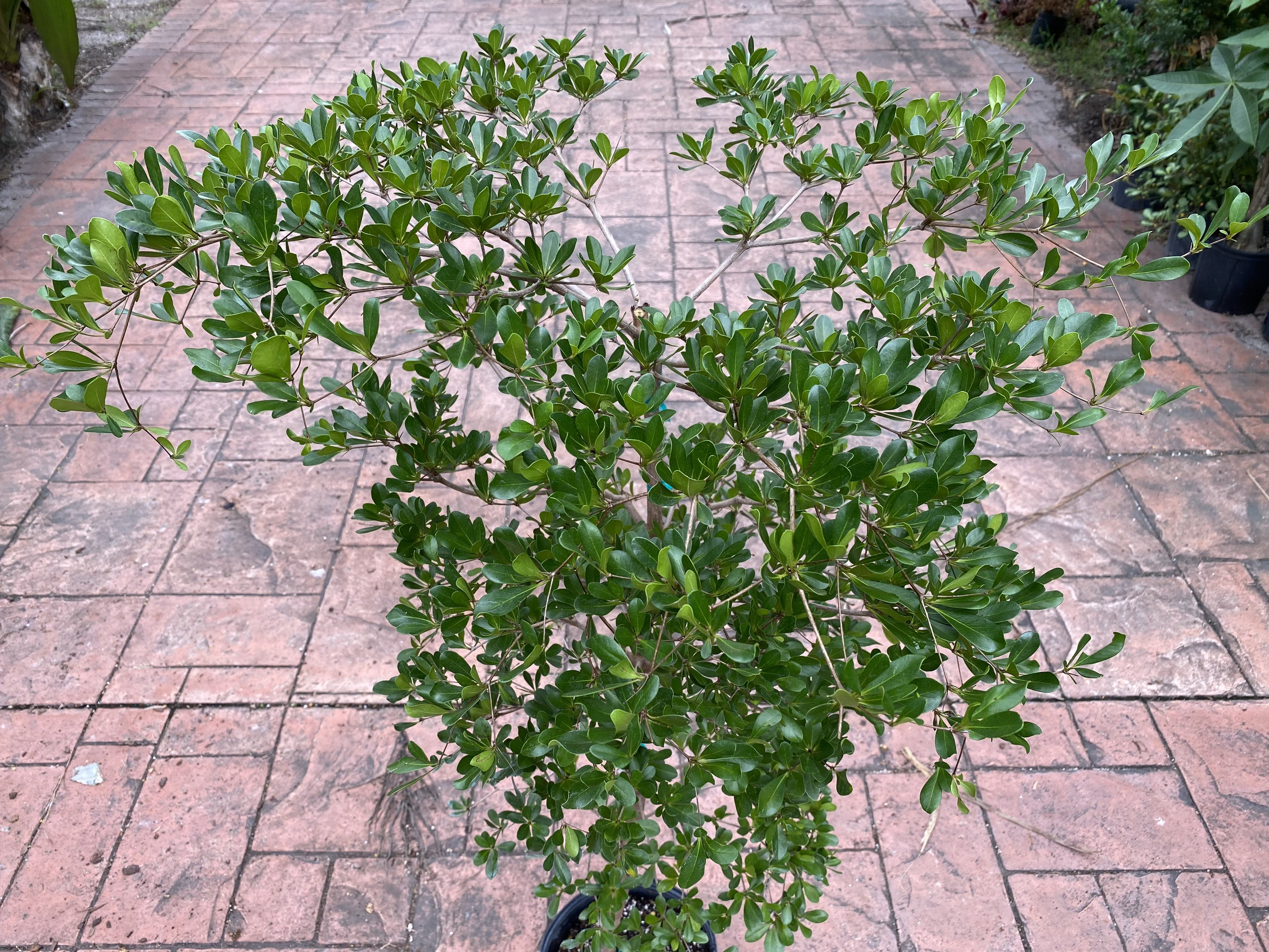 Black Olive Tree Bucida Buceras. Bonsai Shady Lady 10 Pot - Etsy