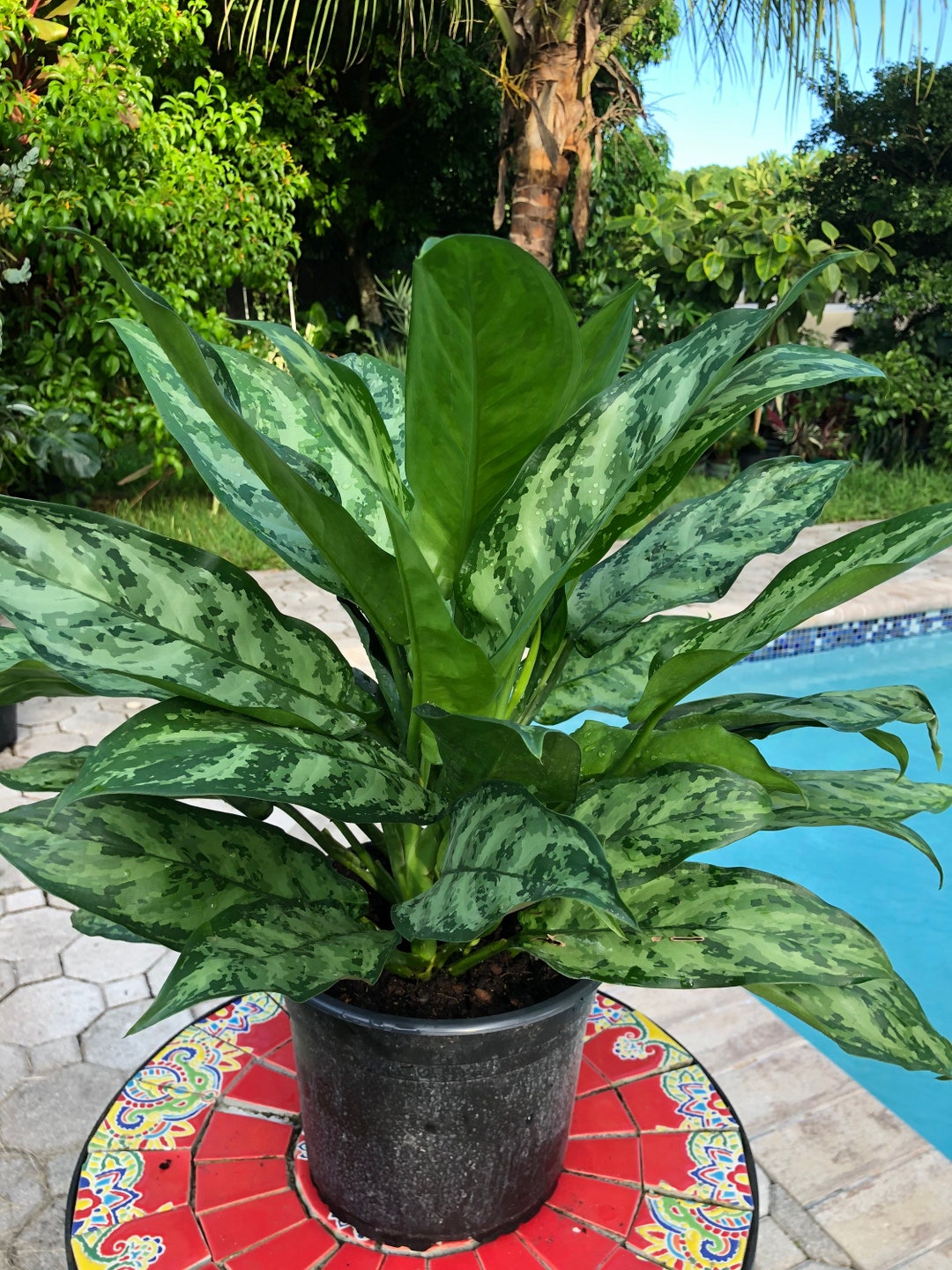 Aglaonema Indo Princess, 8” Pot Rare Aglaonema - Etsy