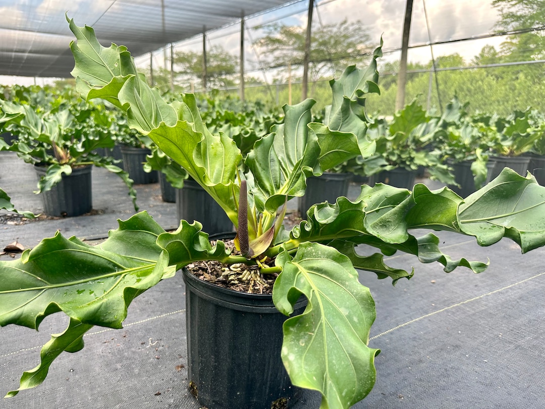 Anthurium Hookeri Ruffles 10 Pot. May Have Scarred Leaves. - Etsy