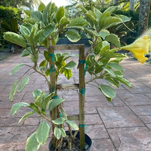 Solandra Guttata, Chalice Vine,cup of Gold, 10 Pot Vine/climber. on ...