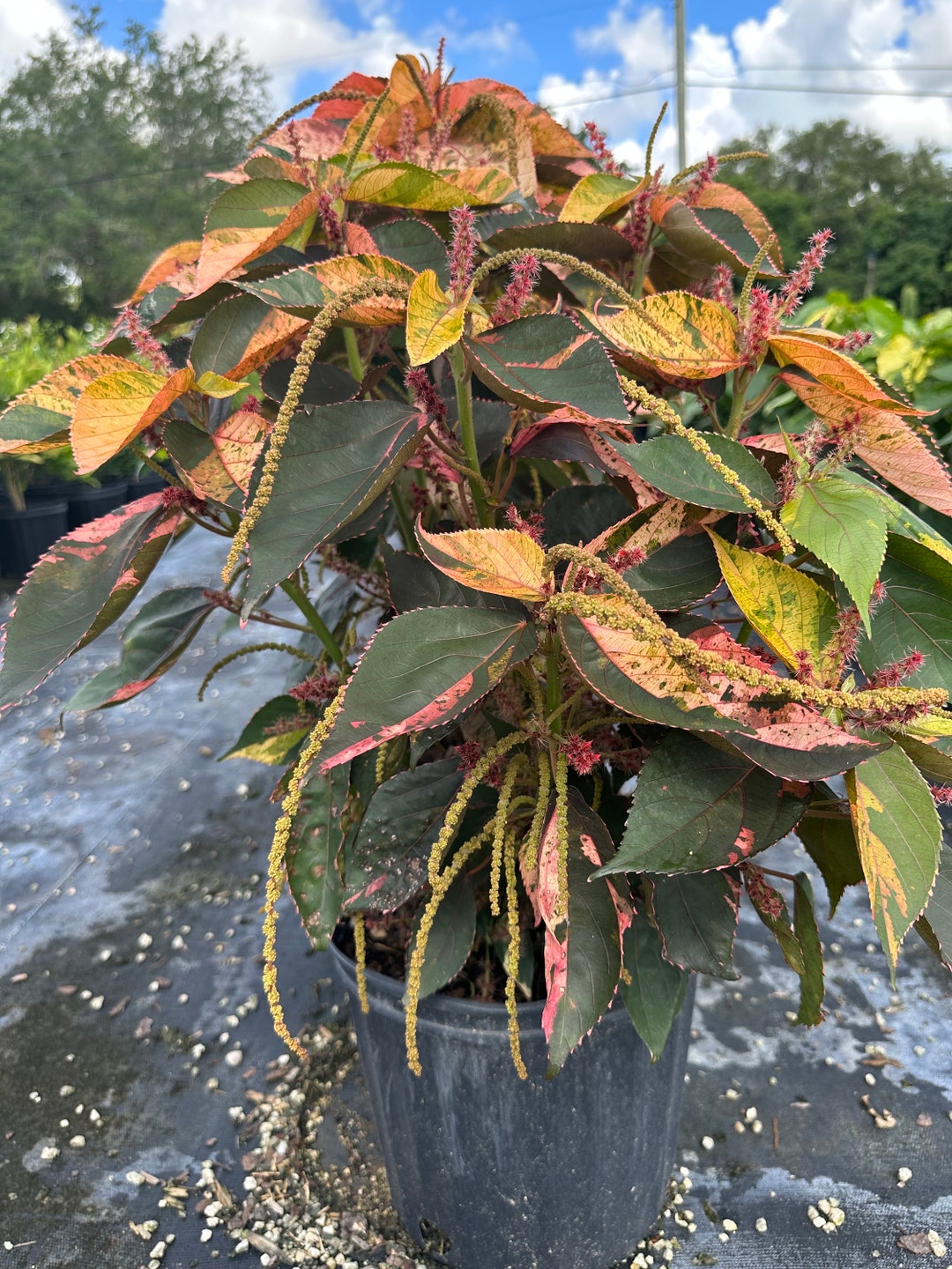 Copper Plant Copperleaf Acalypha Wilkesiana 10 Pot/3 G - Etsy