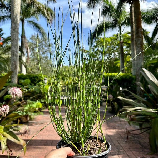 Horsetail Reed - Etsy