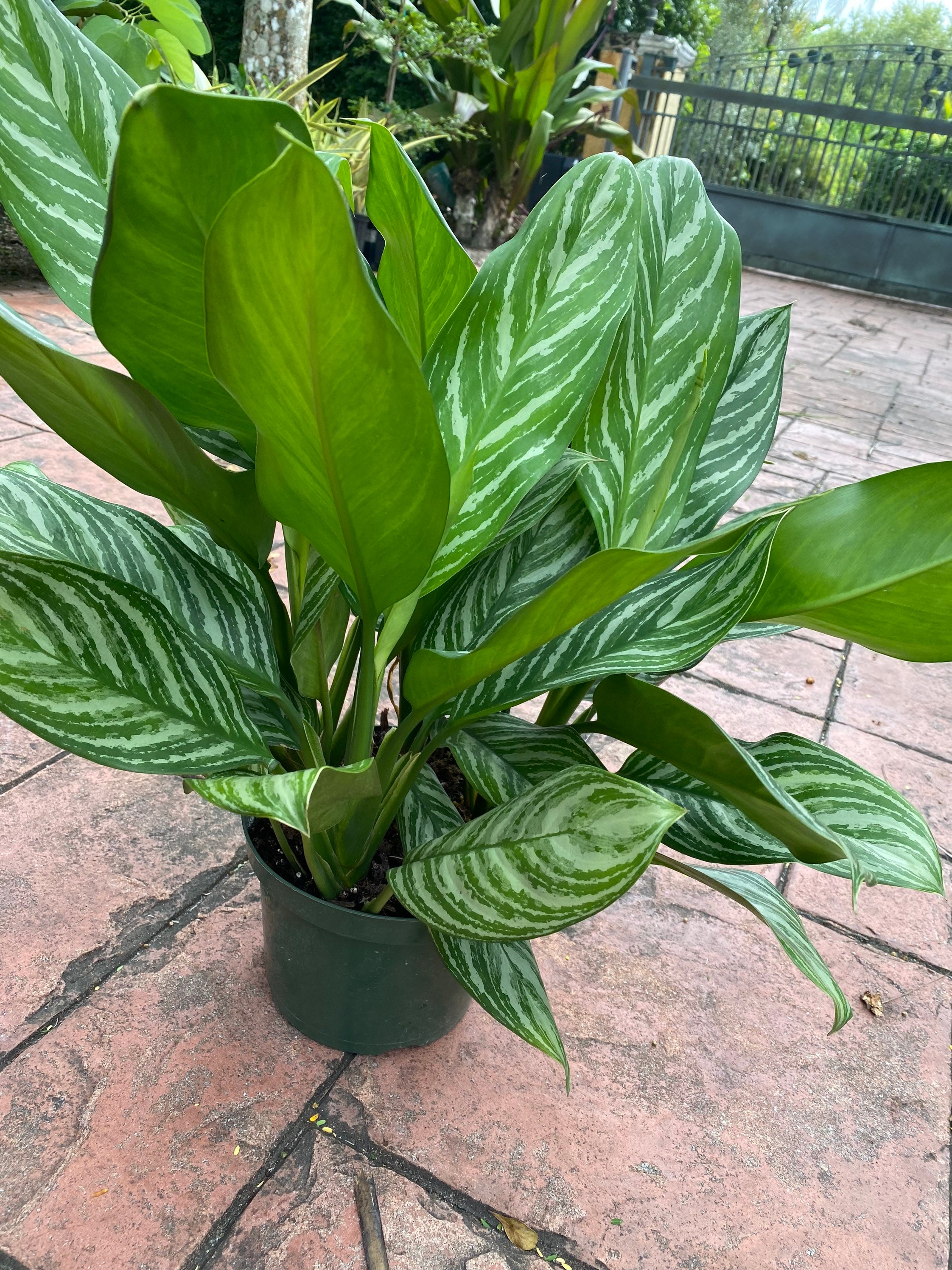 Aglaonema Stripes