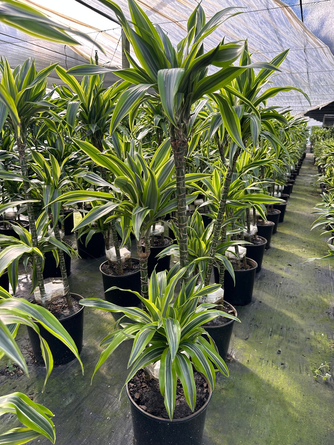 Dracaena Gold Star, 3 Ppp Staggered. 10 Pot - Etsy
