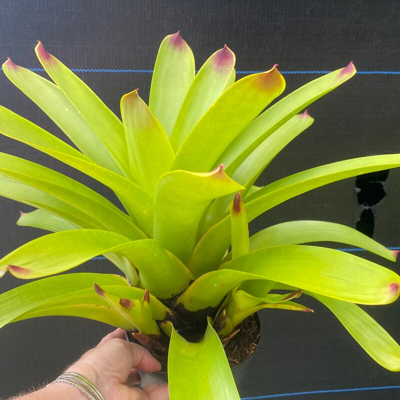 Bromeliad - Etsy
