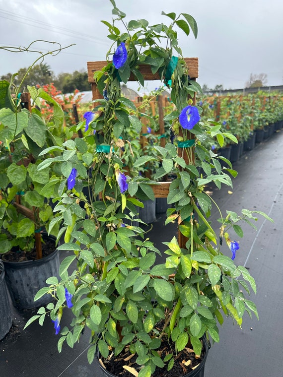 Butter Pea Plants