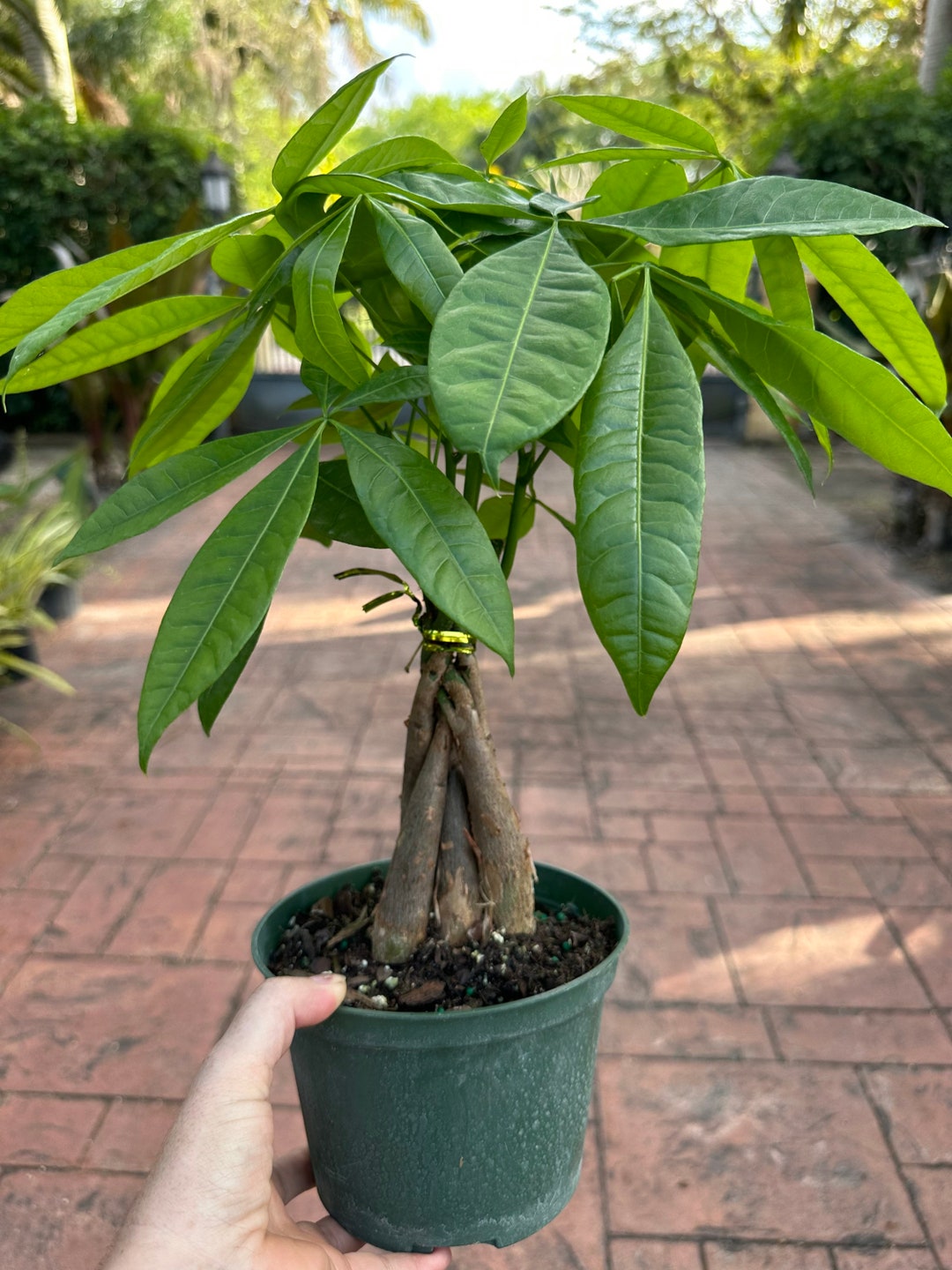 Money Tree - Pachira. 6” Pot, - Etsy